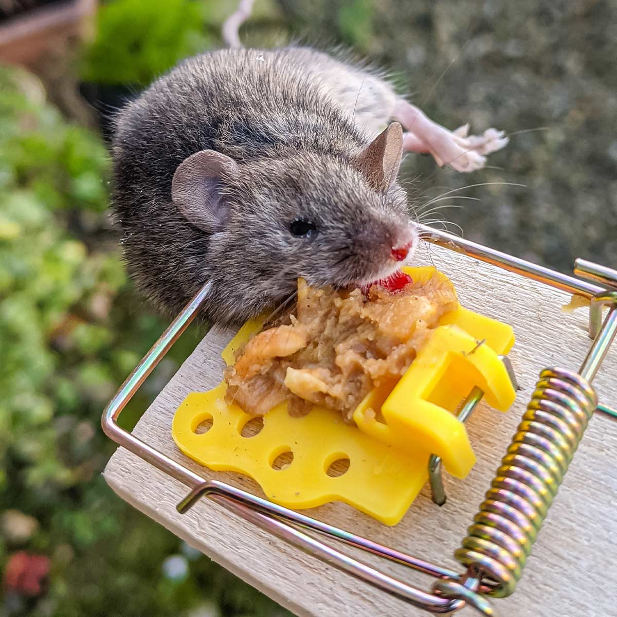 Why Should I Use A Professional To Get Rid Of Mice? | Go Green Pest Control